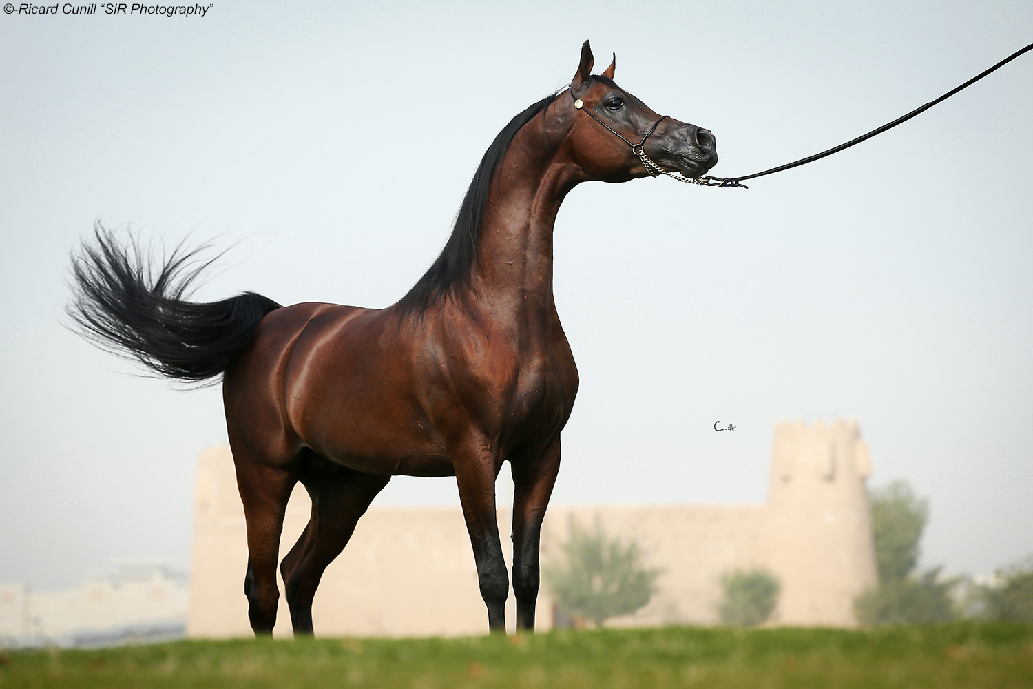 Faraa Al Shaqab (Marwan Al Shaqab x GW Natorious Star) – SiR Photography